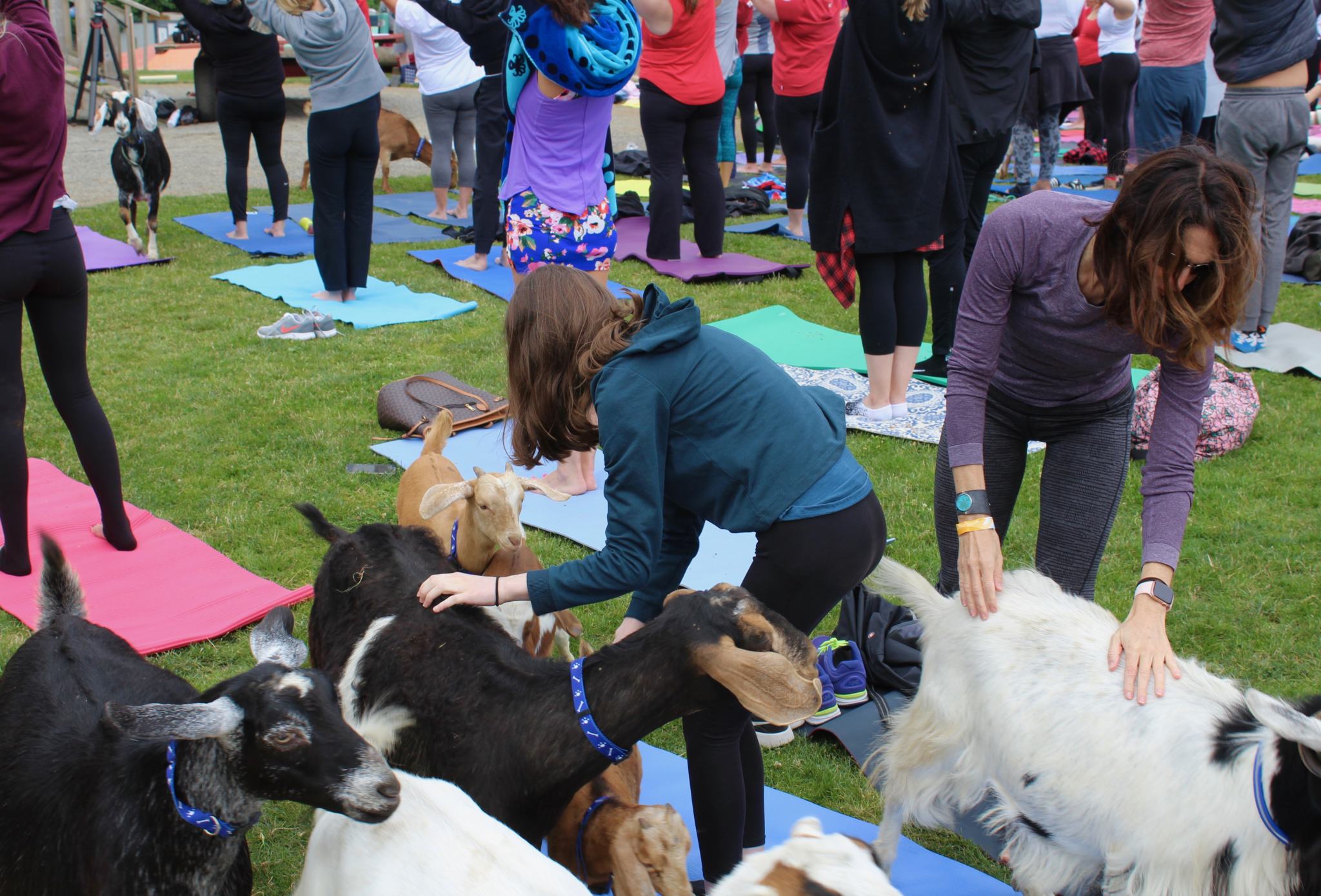 Goat Yoga Is Actually a Thing (I Did It) - Fitness Test Drive